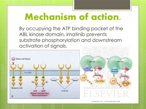 Ppt Gists Gastrointestinal Stromal Tumor Powerpoint Presentation Free Download Id 6407506