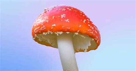 Edison Nancy Pakistan Aboutme