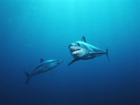 Are Mako Sharks Dangerous Salt Water Sportsman