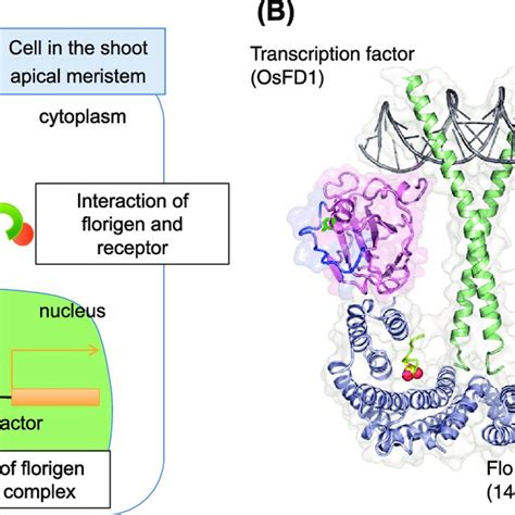 Pdf Molecular Function Of Florigen