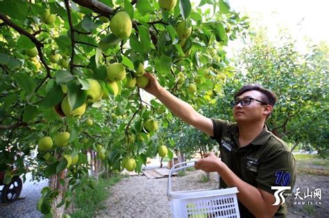 【高清组图】新疆托克逊县香梨挂满枝头 一派丰收景象手机新浪网