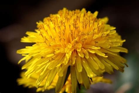 Foto Gratis Dente Di Leone Semi Forma Sfera Gambo Fiore Erba