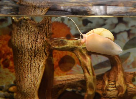 How Long Do Snails Sleep Snail Slumber Habits