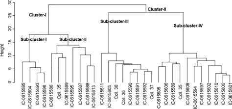 Dendrogram Showing The Clustering Of 30 Litchi Genotypes Based On