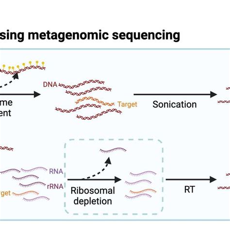 Diagram Of Workflow For Discovery Of Dna And Rna Viruses Using
