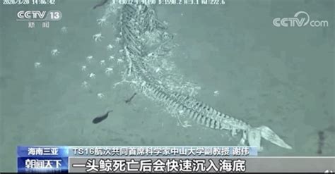 刘诗瑶《一鲸落而万物生》 生当似鹏起，终当如鲸落 知乎