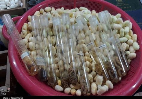 مشهد کارگاه های ابریشم کشی جلوه گاه اقتصاد مقاومتی؛ ابریشم کشی تربت