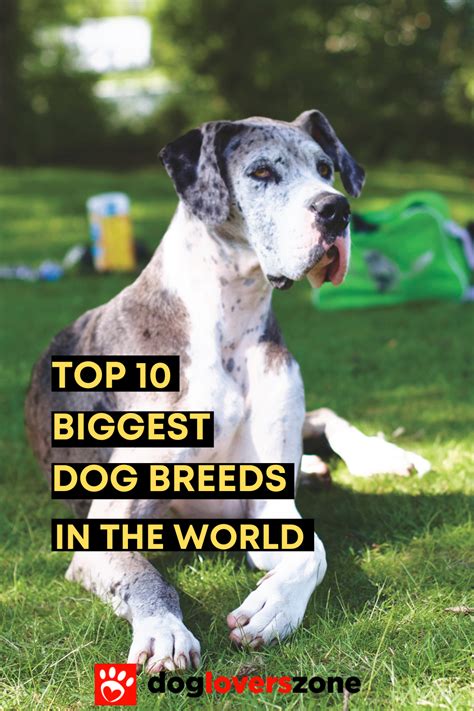 Top 10 Largest Dog Breeds Artofit