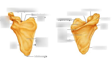 Scapulae Diagram Quizlet