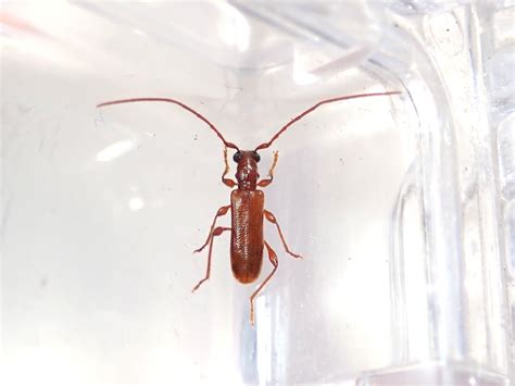 ホソトラカミキリ こんちゅう探偵団Ⅱ