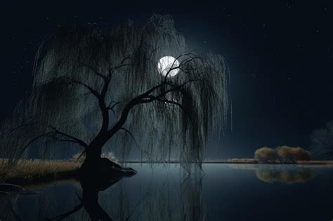 Premium Ai Image A Willow Tree By The Lake With The Moon In The