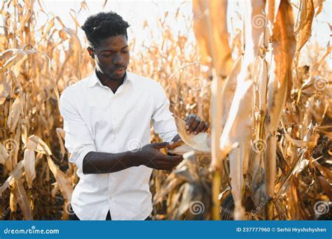 African Farmer Holding Corn Organic Produce From Farm Agriculture Or