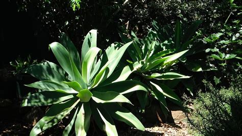 Mastering Agave Growing Conditionsthriving Under The Powerful Sun