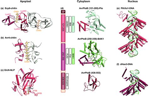 Structures Of Pathogen Effectors Bound To Their Substrates A Crystal