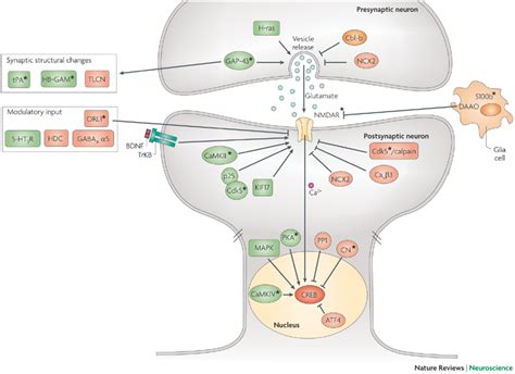 Integrating Pathways For Learning And Memory Enhancement Memory Download Scientific Diagram