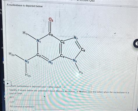 A Nucleobase Is Depicted Below Which Nucleobase Is Chegg