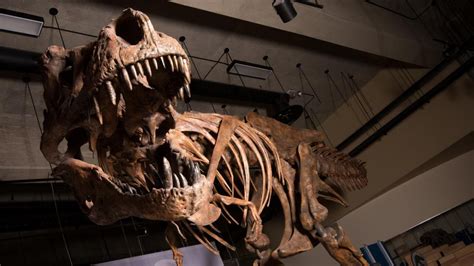 Canadian T Rex Is Officially The Biggest Ever History