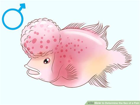 Ways To Determine The Sex Of A Fish WikiHow
