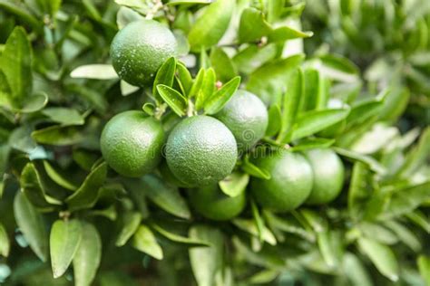 Seedless Tangerine Tree Vintfruit