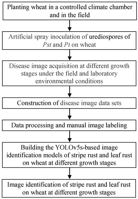Yolov5s Based Image Identification Of Stripe Rust And Leaf Rust On Wheat At Different Growth Stages