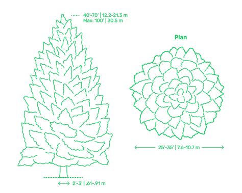 Eastern Hemlock Tsuga Canadensis Dimensions And Drawings