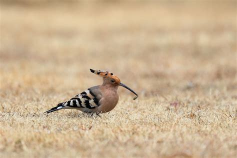 野山の鳥水辺の鳥 捕食の瞬間ヤツガシラ