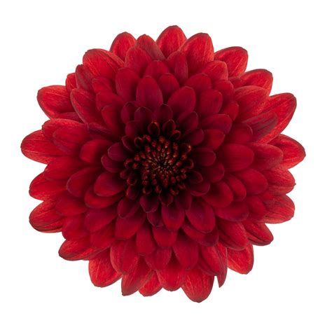 Lamira Red - Products - Dümmen Orange