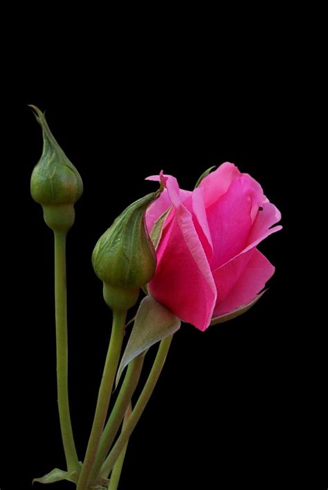 rosse Free Stock Photo | FreeImages