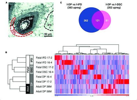 Low Input Rna Seq Analysis Of Human Scalp A Dp Dsc And Ifd Cells
