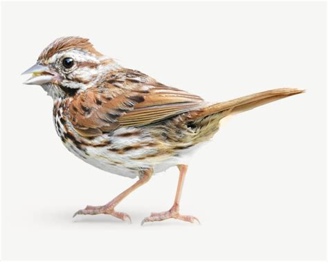 Sparrow Image Graphic Psd Premium Psd Rawpixel