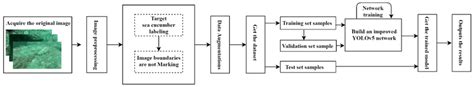Sea Cucumber Identification Flowchart Download Scientific Diagram