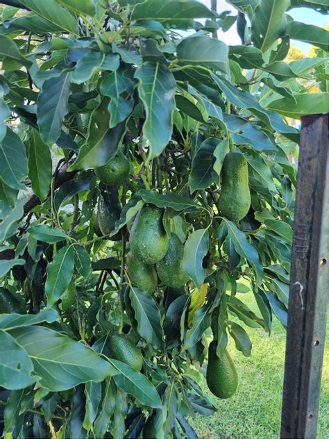 Dwarf Avocado Tree Size