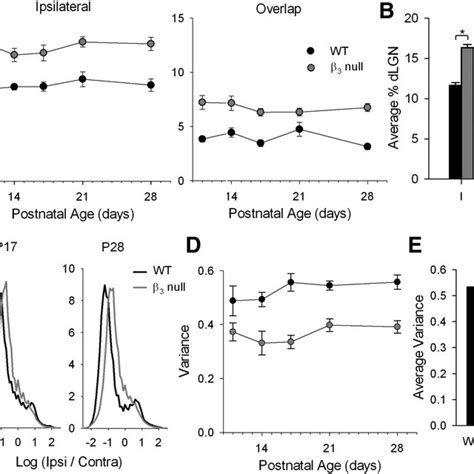 Estimates Of Retinal Convergence In Wt And ␤ 3 Null Dlgn Cells A