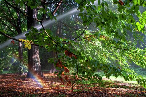 Public Park Nature Tiergarten Central City Garden In Berlin Germany