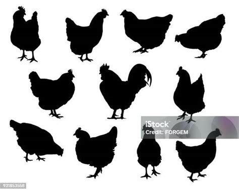 암 탉과 닭흰색 배경에 고립 된 벡터의 설정된 현실적인 실루엣 닭에 대한 스톡 벡터 아트 및 기타 이미지 닭 암탉 아이콘 Istock