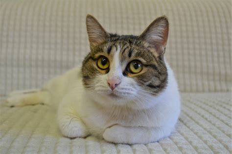 Молодой котик ищет любящую семью ‍ ‍ Лелик очень дружелюбный и любопытный к лотку приучен