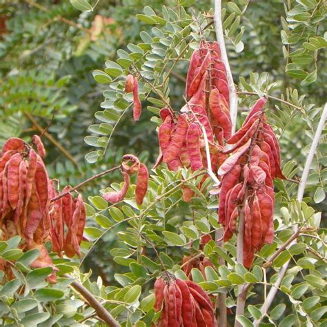 Tara Platform For Sustainability And Equality