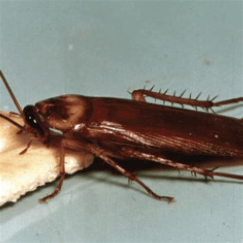 Pantry Pest Identification In Idaho Barrier Pest Control