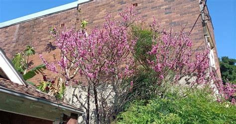 OPPO A Review G Low Cost G Connection Reviews Org