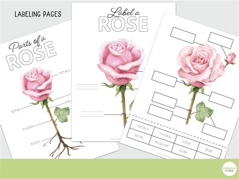 Parts Of A Rose Pack Rose Anatomy Science Language Arts Etsy