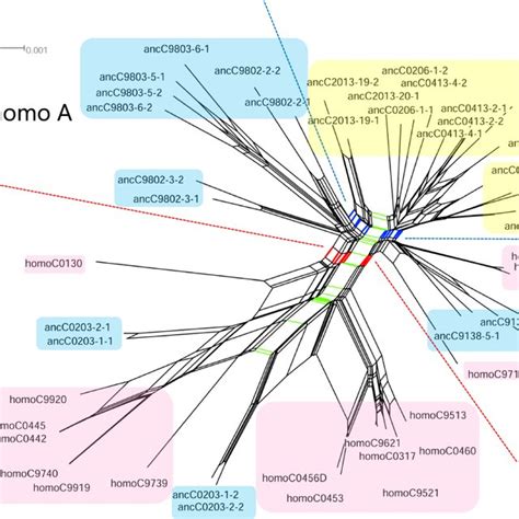 Phylogenetic Network Among Concatenated Data Of The 10 Est Sequences Of