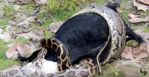 Its Eyes Were Bigger Than Its Stomach And This 20 Foot Python Couldn