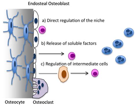 Osteocyte Regulation Of Bone And Blood Abstract Europe Pmc