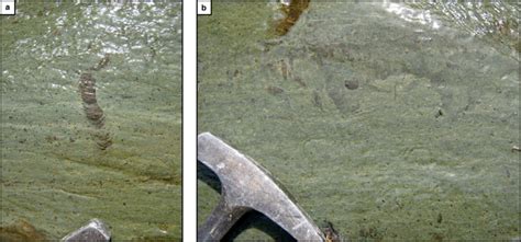 Fossil Traces At The Quetame Massif A Teichichnus Isp B