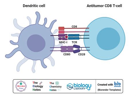 The Role Of Type 1 Conventional Dendritic Cells In Cancer Immunity