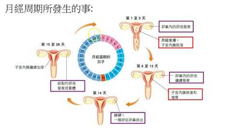 3001 月經周期的子宮內膜及卵巢內的變化 Youtube