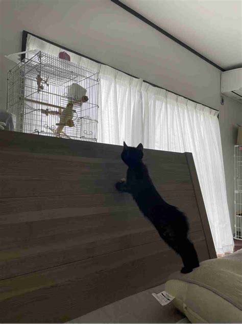 飼っているペットを全て教えてください がーるずレポート