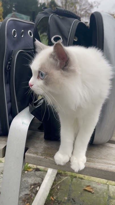 коты рэгдолл кошка мысық әдемі кот котенок котэ Youtube