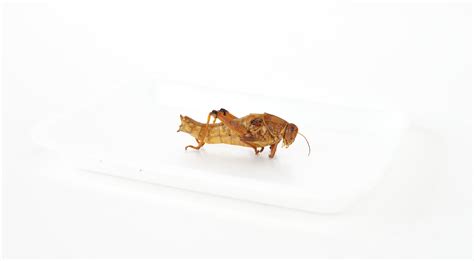 Grasshopper Specimen Cornerstone Educational Supply