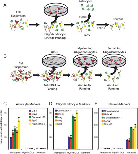 Oligodendrocytes Astrocytes
